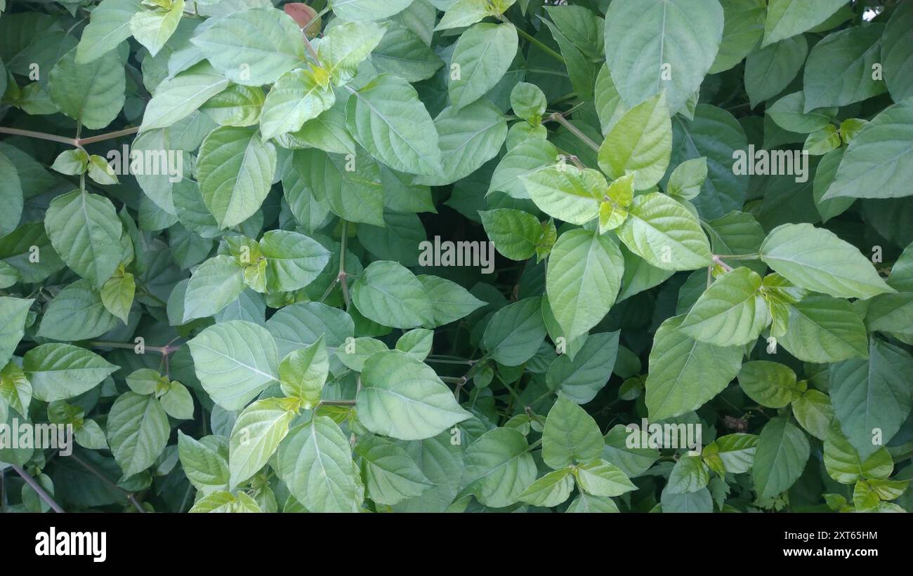 Asian Coromandel (Asystasia gangetica) Plantae Stock Photo - Alamy