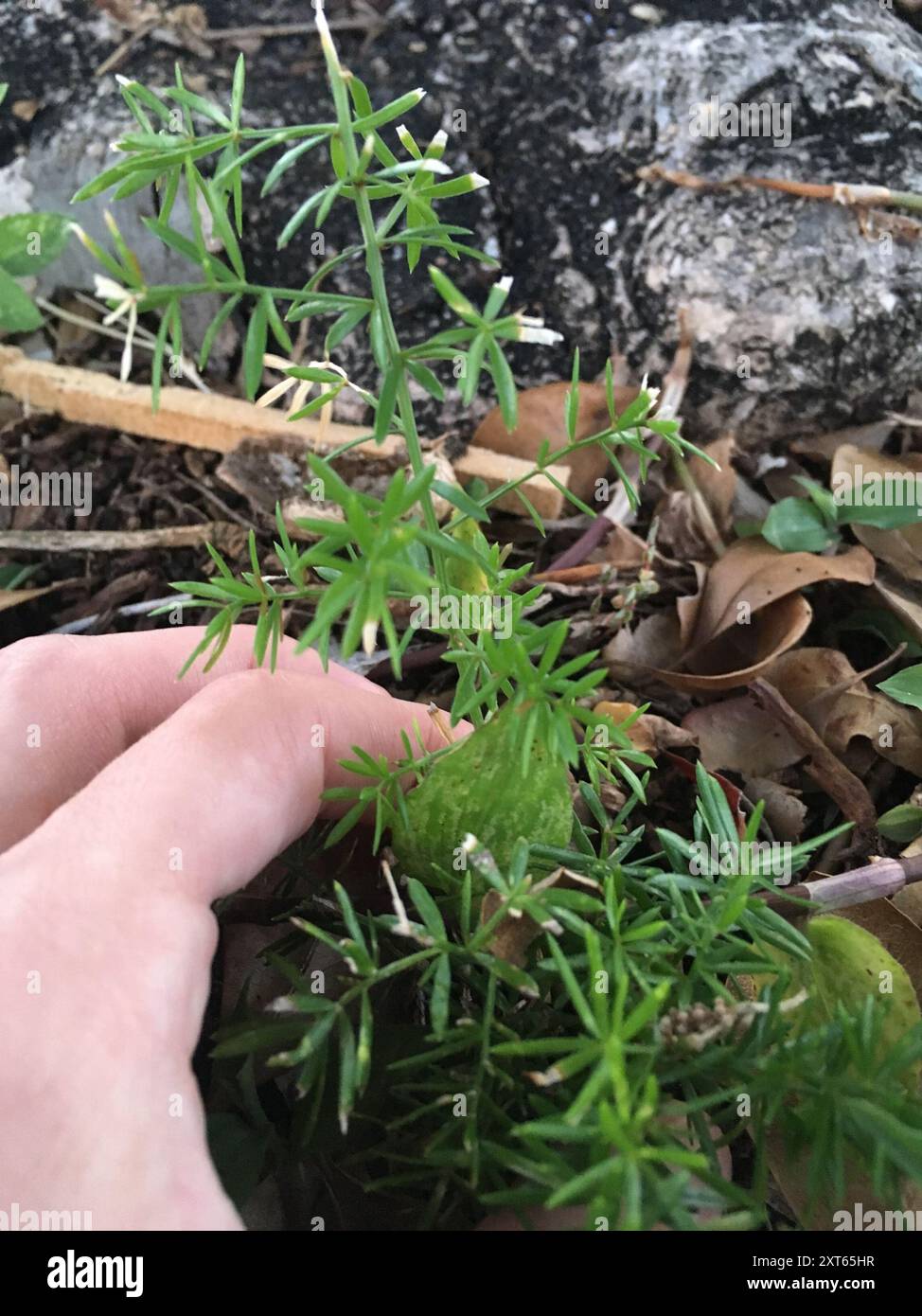 African Asparagus (Asparagus aethiopicus) Plantae Stock Photo - Alamy