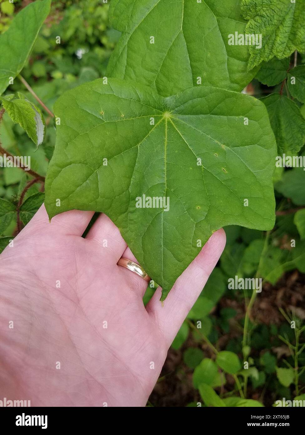 moonseed (Menispermum canadense) Plantae Stock Photo - Alamy