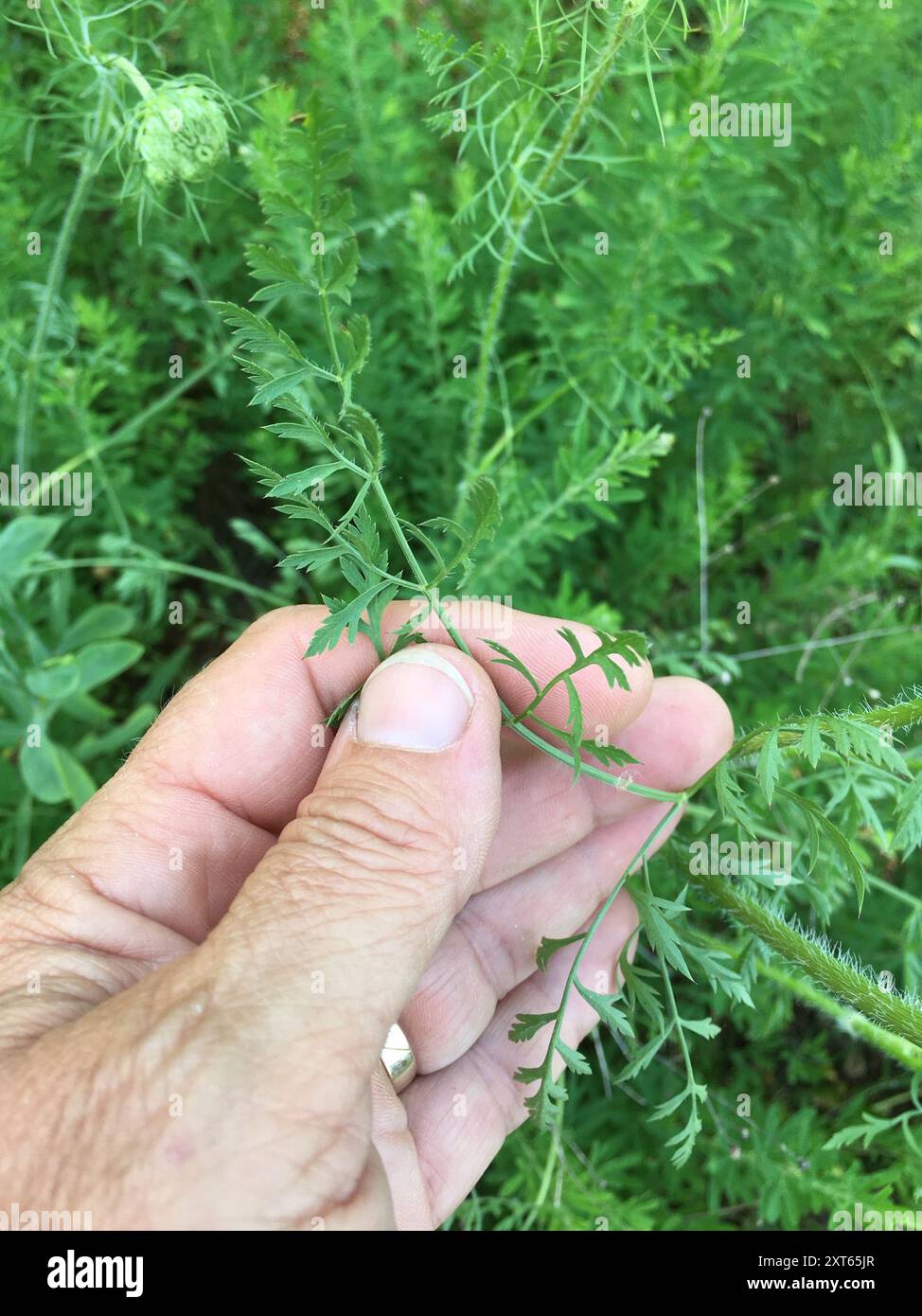 wild carrot (Daucus carota) Plantae Stock Photo - Alamy
