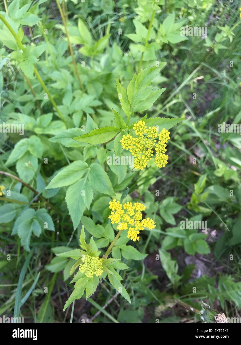 golden Alexanders (Zizia aurea) Plantae Stock Photo - Alamy