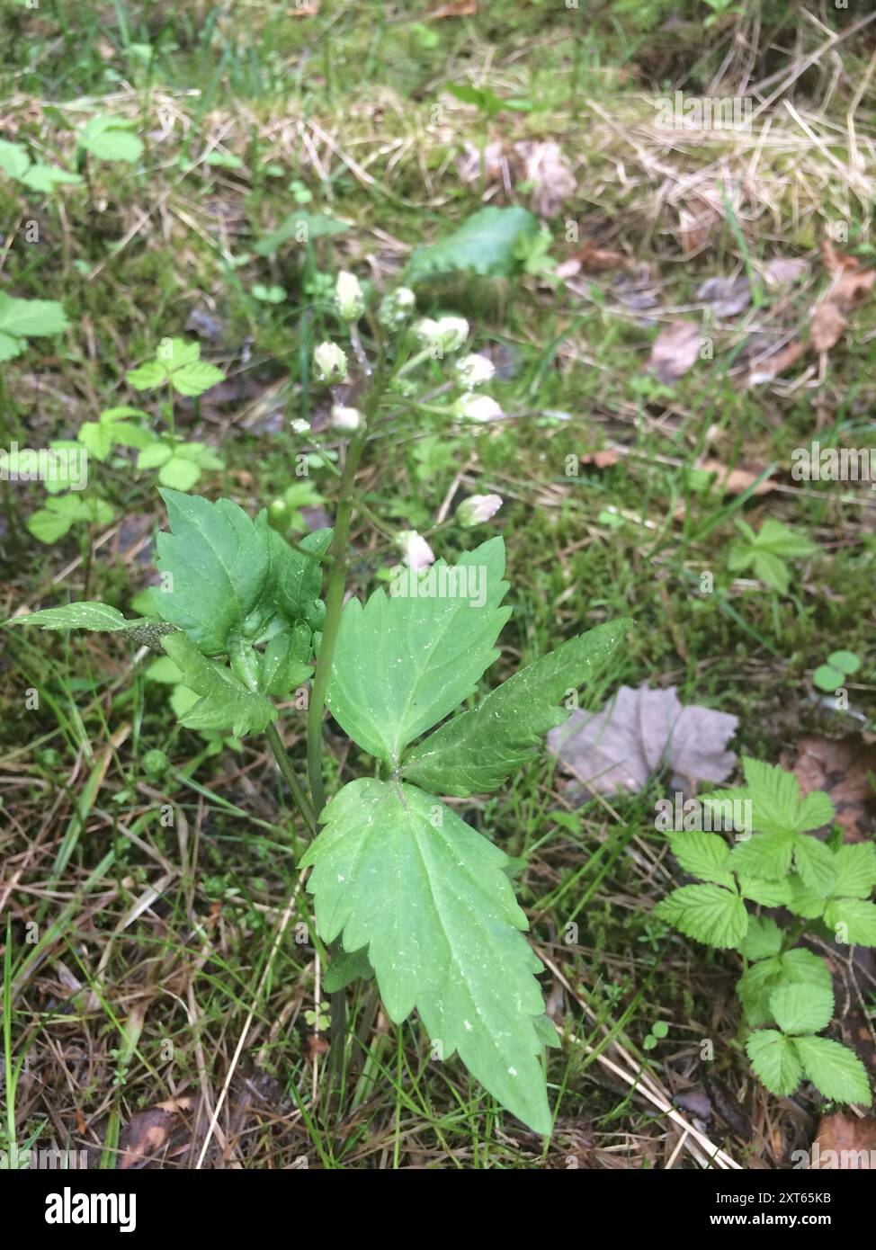 Two-leaved Toothwort (Cardamine diphylla) Plantae Stock Photo - Alamy