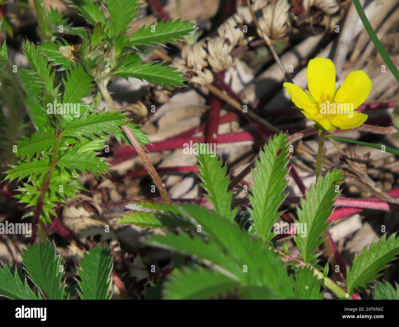 common silverweed (Argentina anserina) Plantae Stock Photo - Alamy