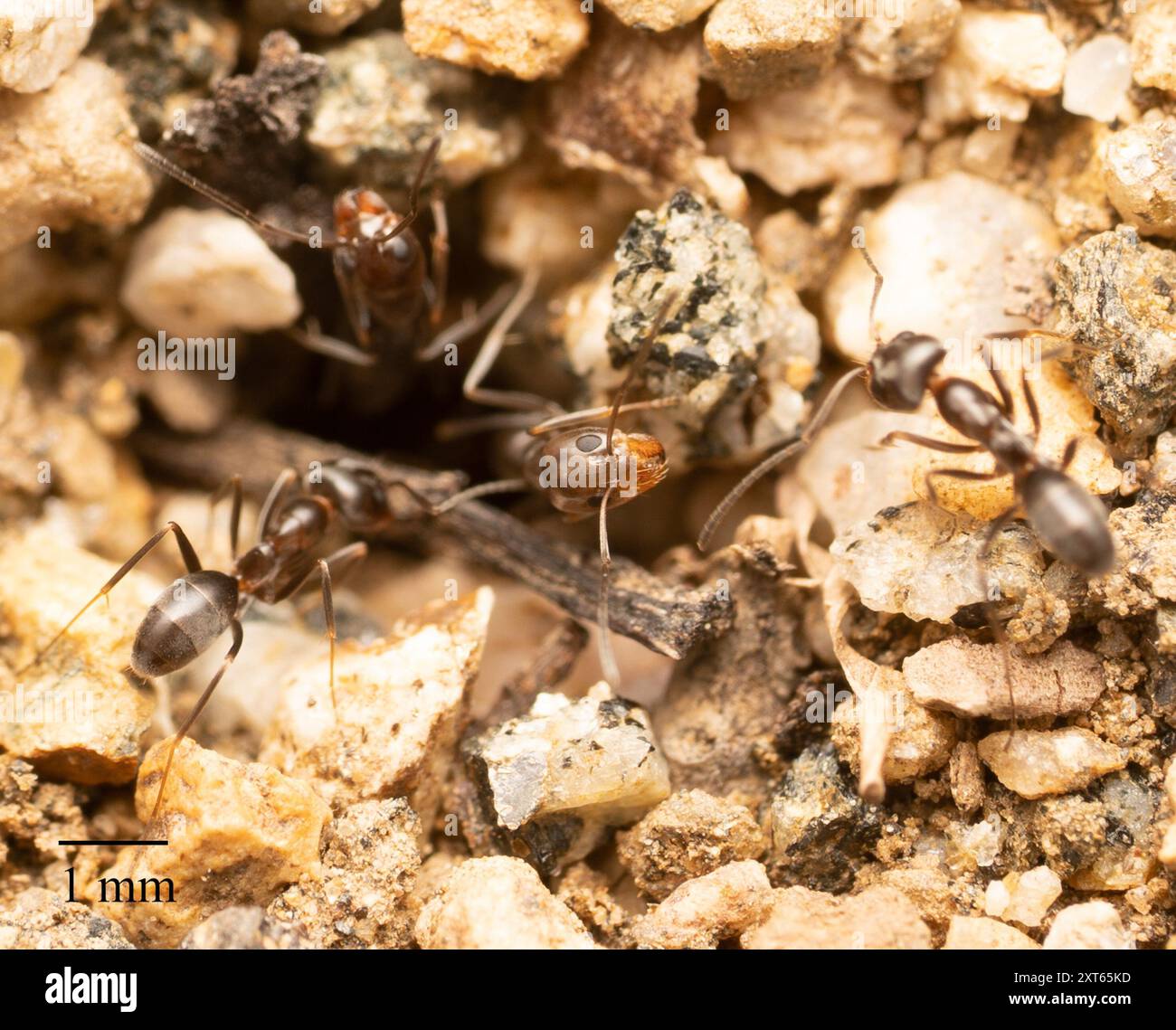 Pyramid Ants (Dorymyrmex) Insecta Stock Photo - Alamy