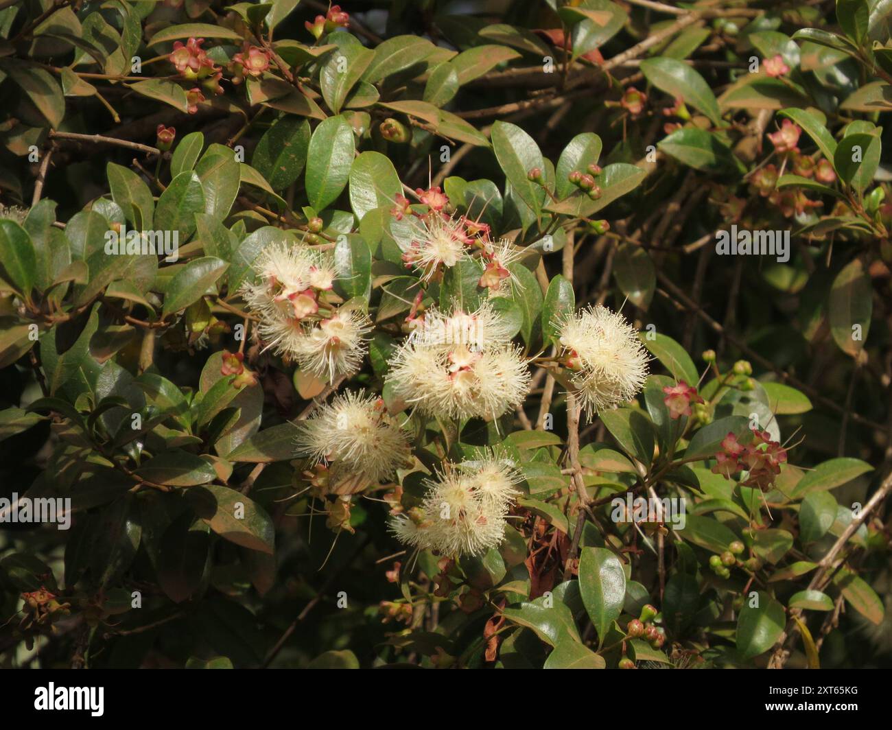 Water Berry (Syzygium cordatum) Plantae Stock Photo - Alamy