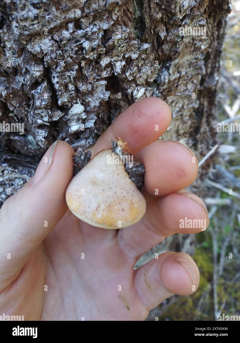 Veiled Polypore (Cryptoporus volvatus) Fungi Stock Photo - Alamy