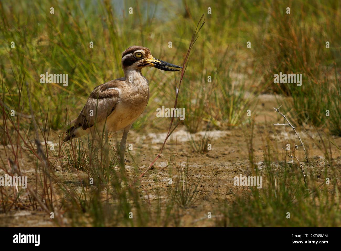 Great thick knee perched hi-res stock photography and images - Alamy