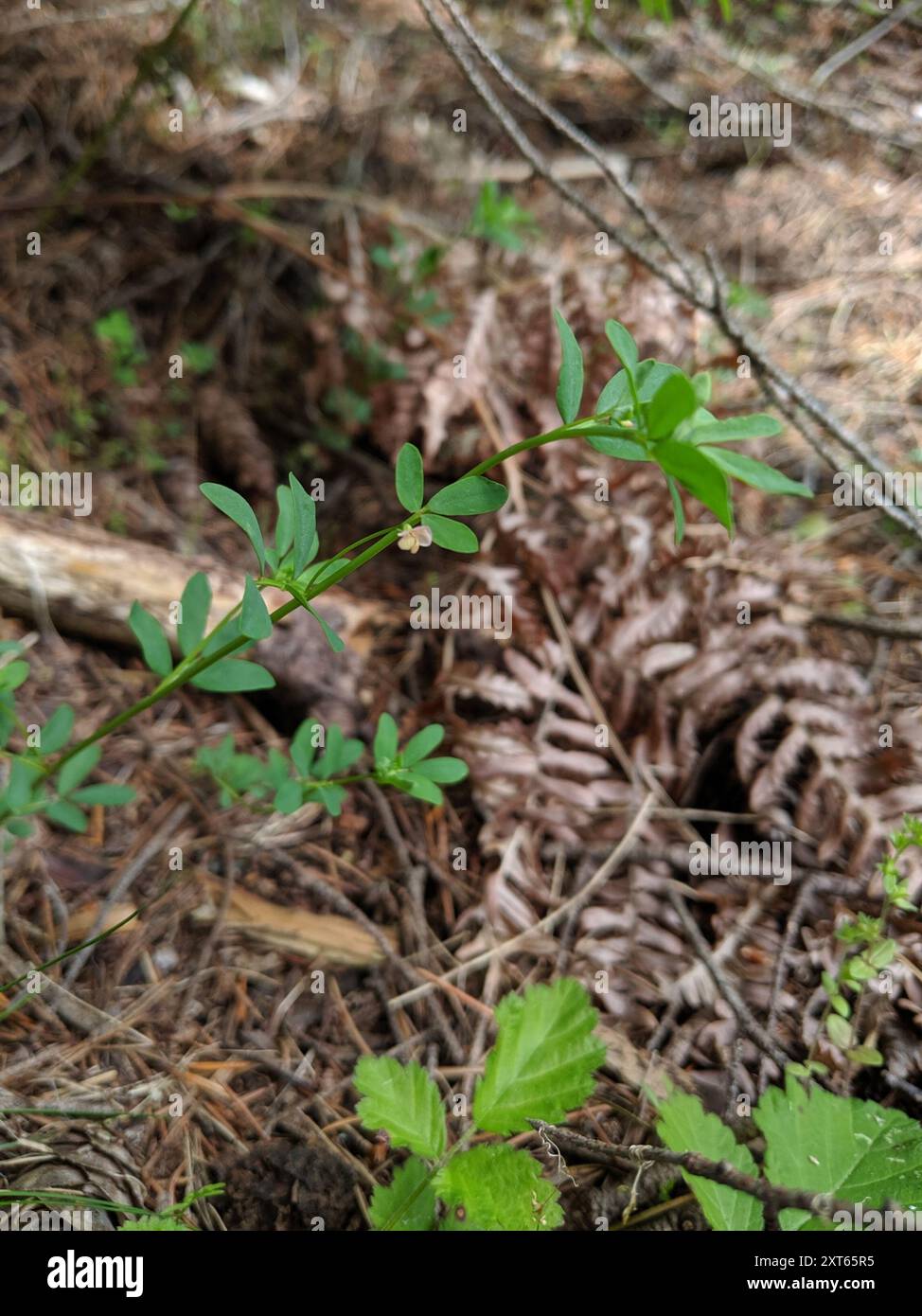 Short-flower Deervetch (Acmispon parviflorus) Plantae Stock Photo - Alamy