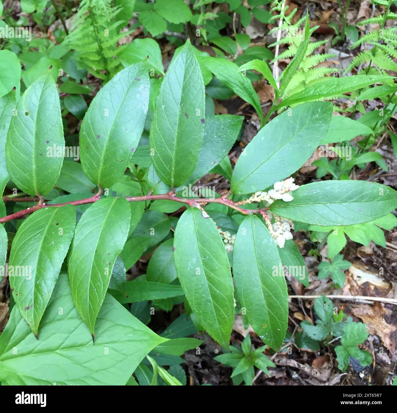mountain doghobble (Leucothoe fontanesiana) Plantae Stock Photo - Alamy