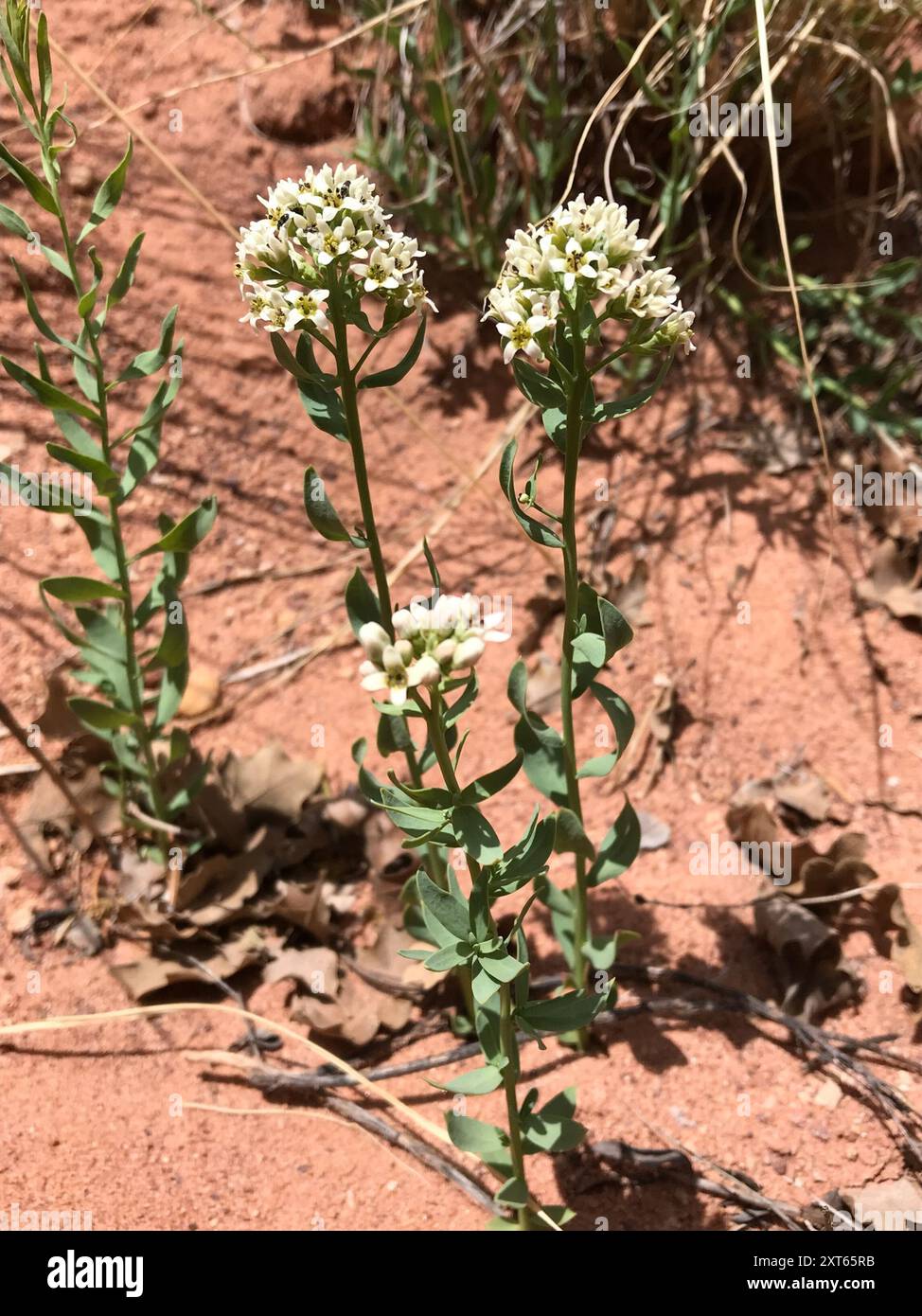 bastard toadflax (Comandra umbellata) Plantae Stock Photo - Alamy