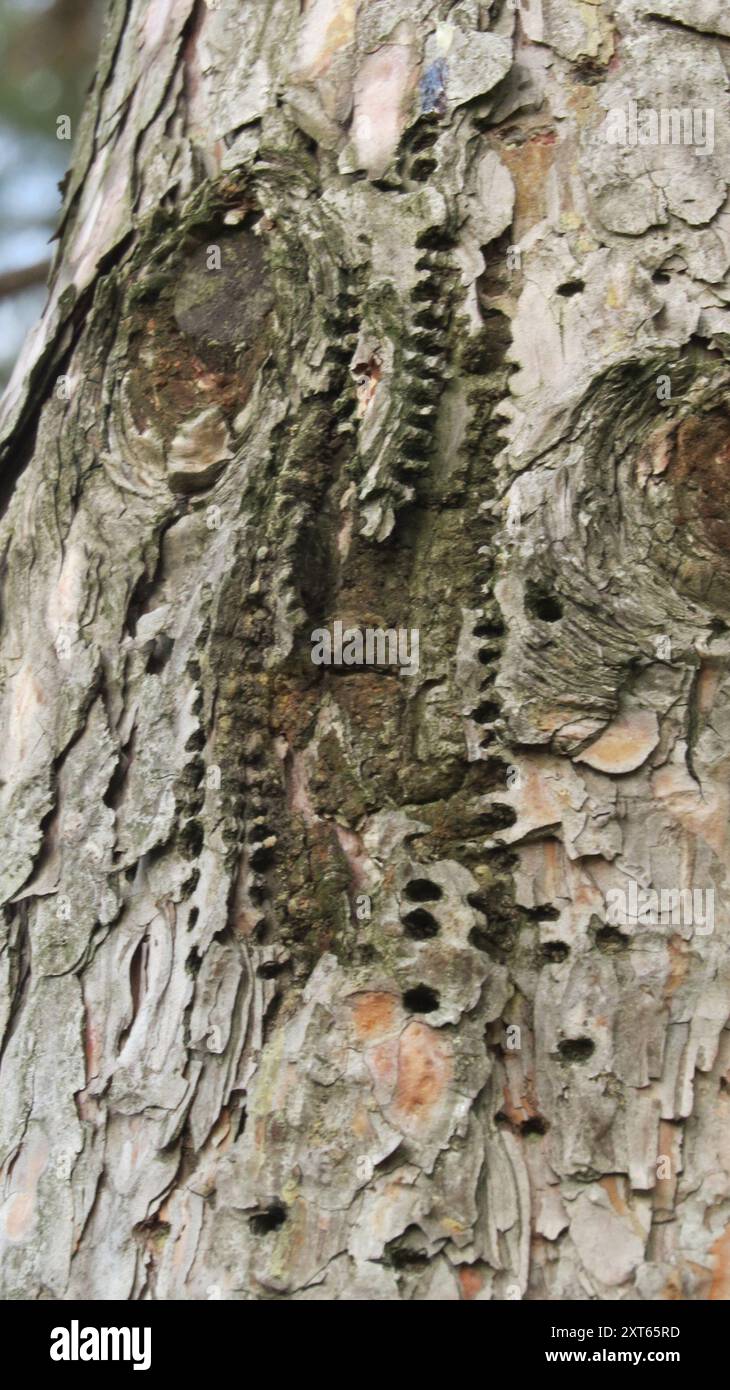 Yellow-bellied Sapsucker (Sphyrapicus varius) Aves Stock Photo - Alamy