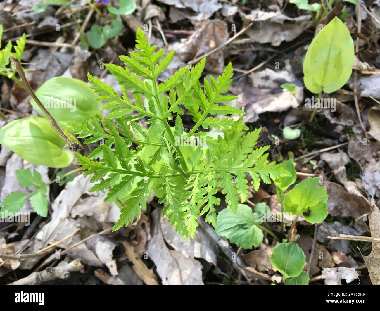 rattlesnake fern (Botrypus virginianus) Plantae Stock Photo - Alamy