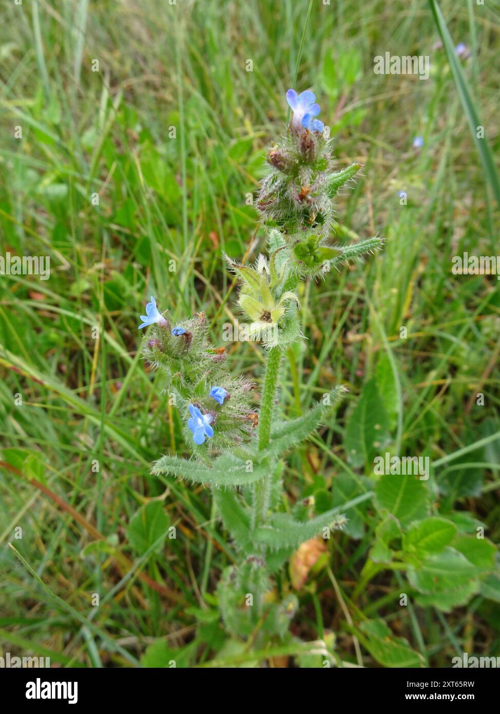 small bugloss (Anchusa arvensis) Plantae Stock Photo - Alamy
