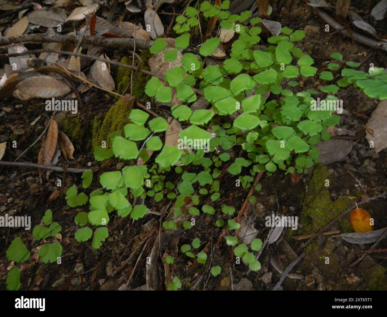 California Maidenhair Fern (Adiantum jordanii) Plantae Stock Photo - Alamy