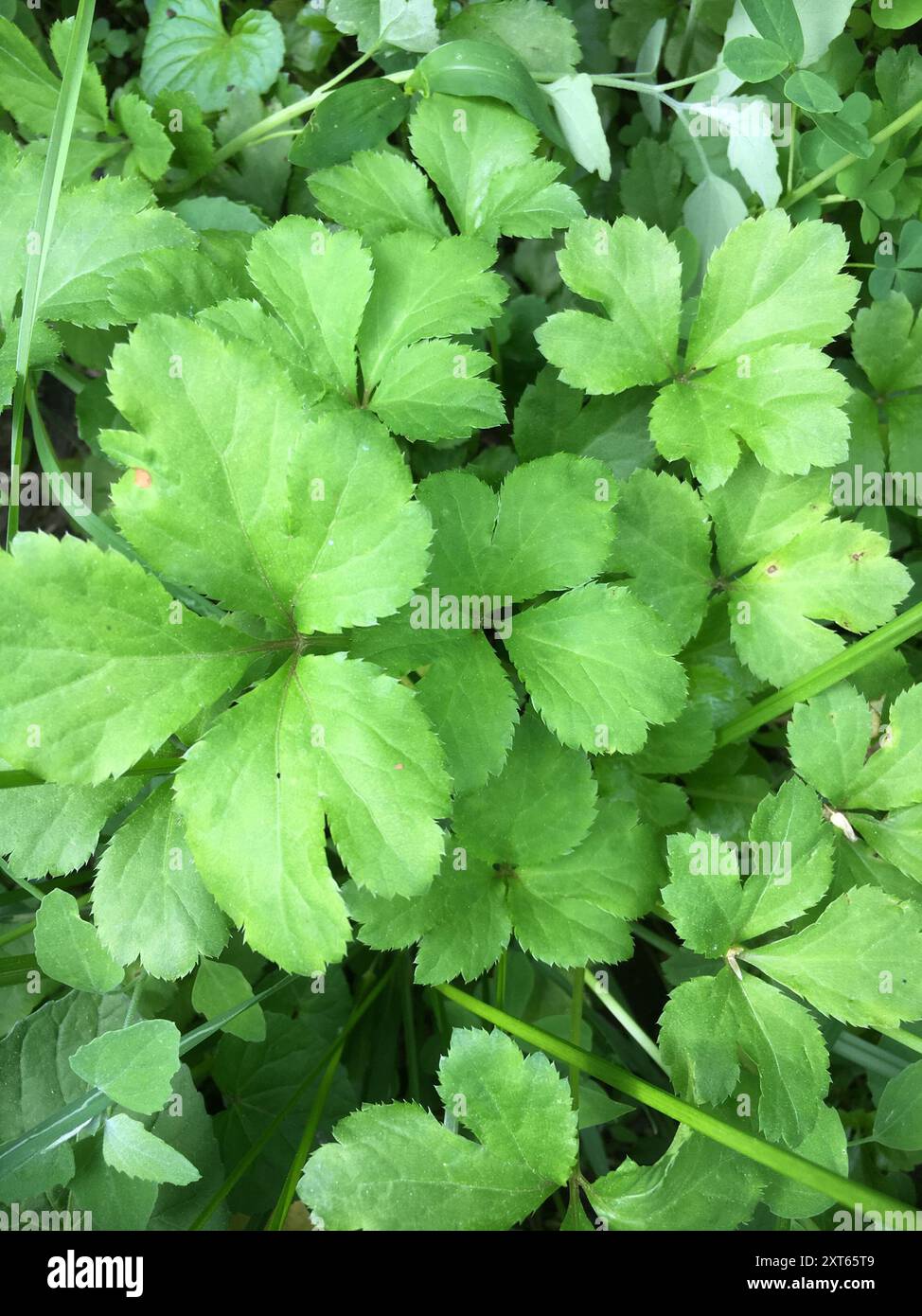 plants (Plantae) Plantae Stock Photo - Alamy