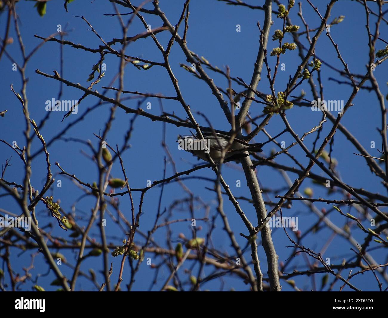 Setophaga cerulea hi-res stock photography and images - Alamy
