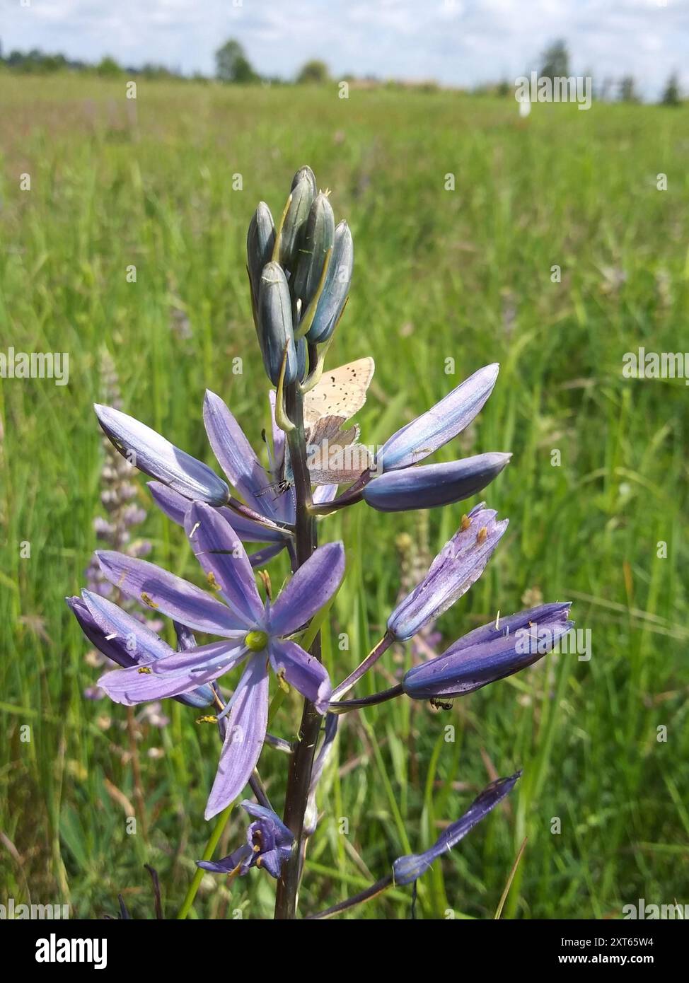 great camas (Camassia leichtlinii) Plantae Stock Photo - Alamy