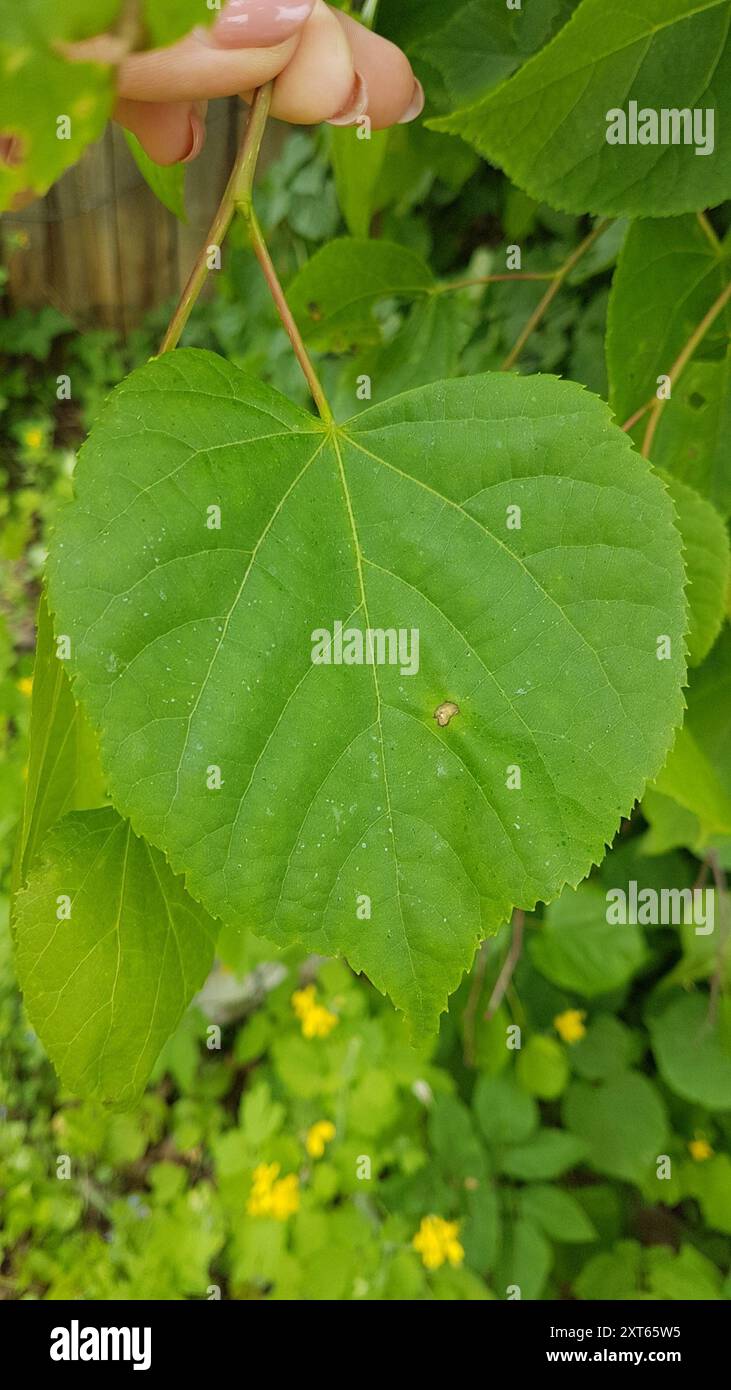 Small-leaved Lime (Tilia cordata) Plantae Stock Photo - Alamy