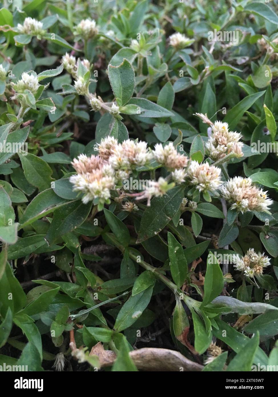Smooth Joyweed (Alternanthera paronychioides) Plantae Stock Photo - Alamy