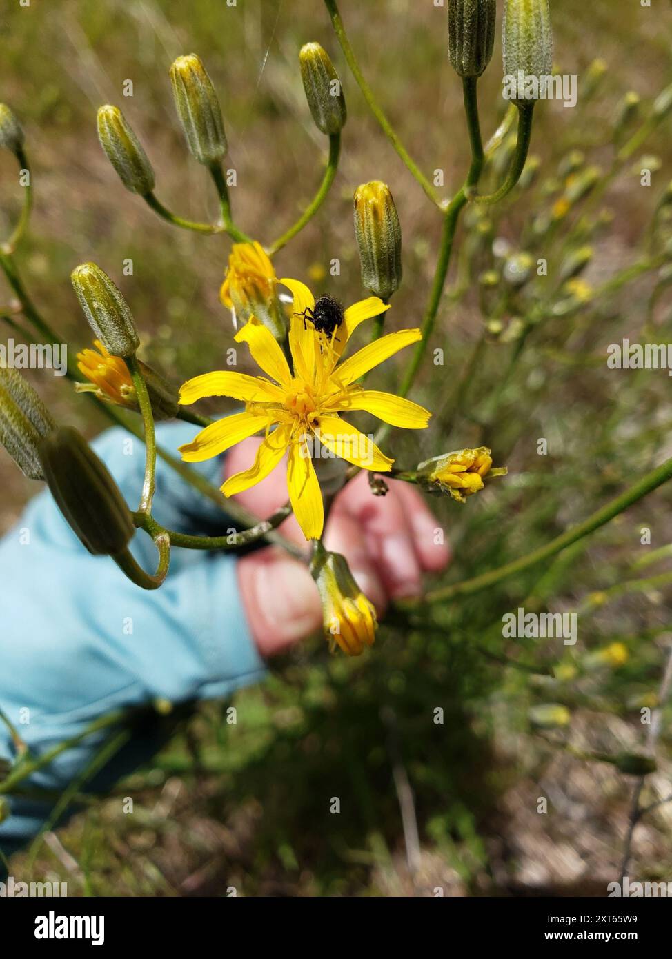 Tapertip Hawksbeard (Crepis acuminata) Plantae Stock Photo - Alamy