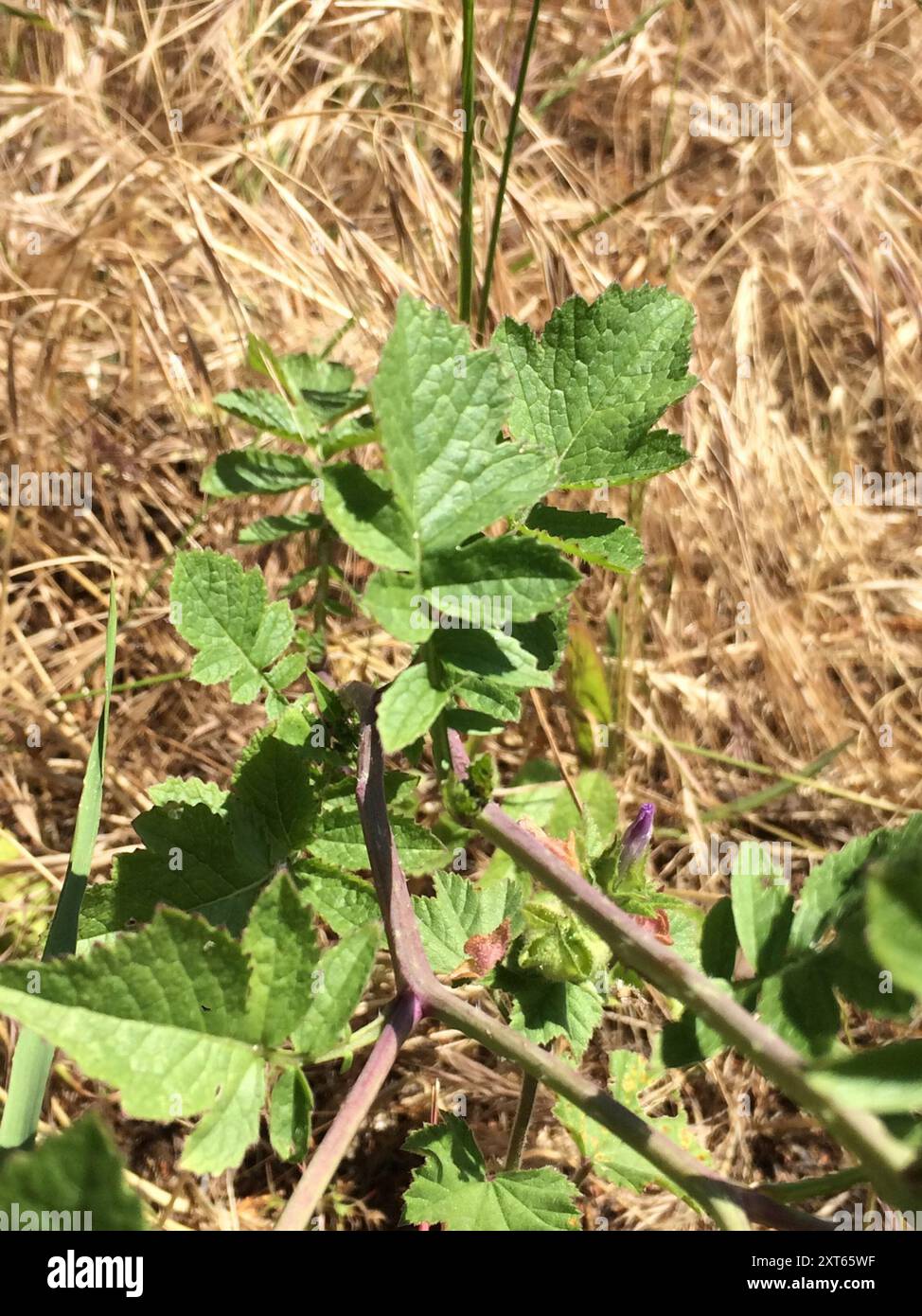wild and domestic radish (Raphanus raphanistrum sativus) Plantae Stock ...
