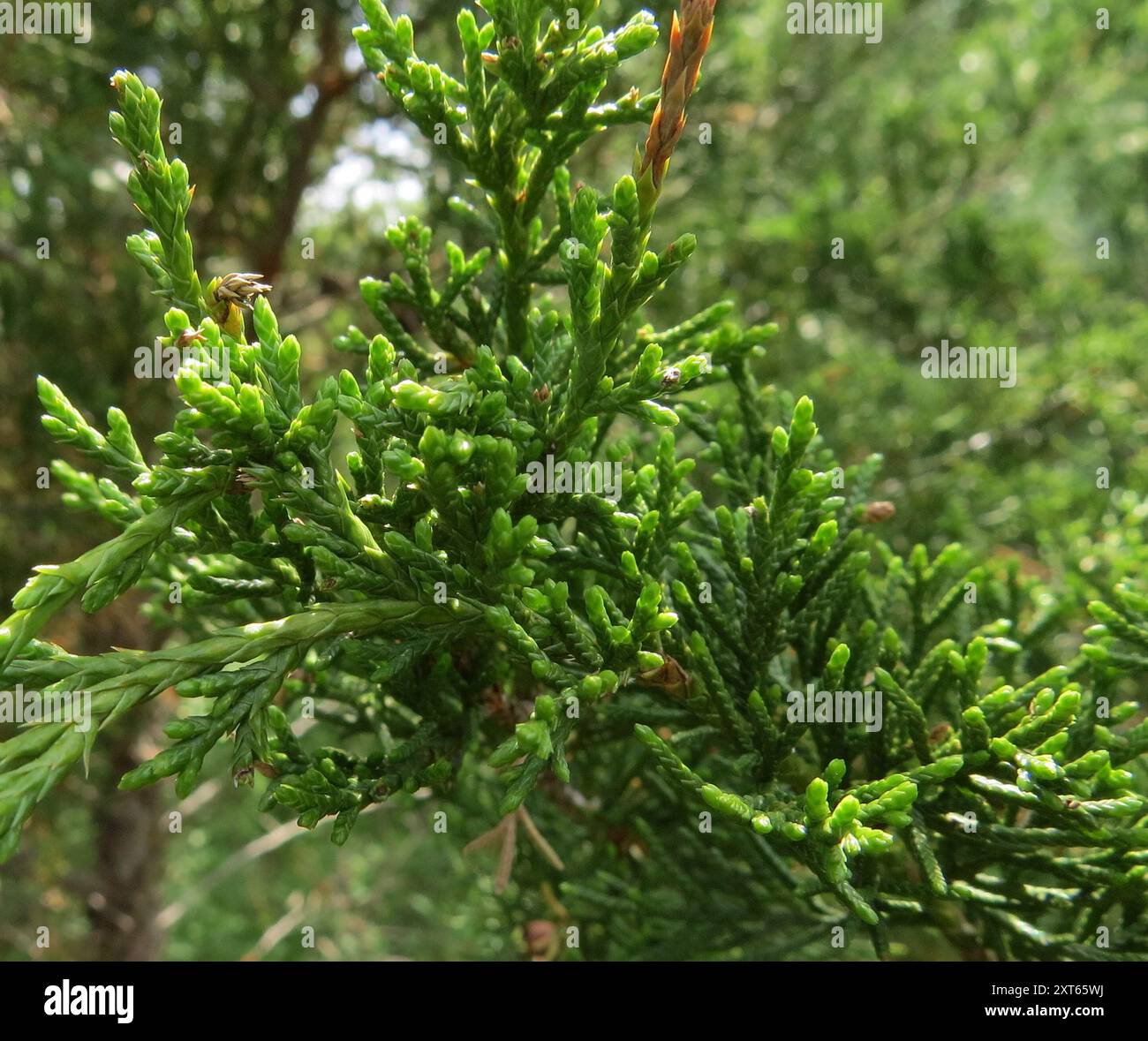 eastern redcedar (Juniperus virginiana) Plantae Stock Photo - Alamy