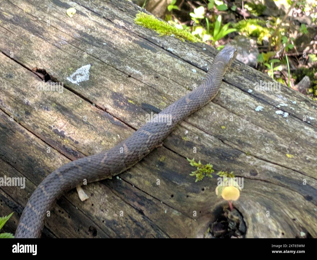 Common Watersnake (Nerodia sipedon) Reptilia Stock Photo - Alamy