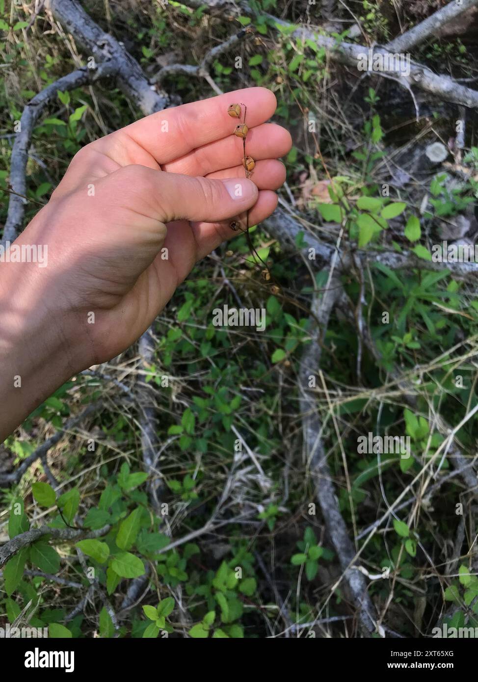 Seedbox (Ludwigia alternifolia) Plantae Stock Photo - Alamy