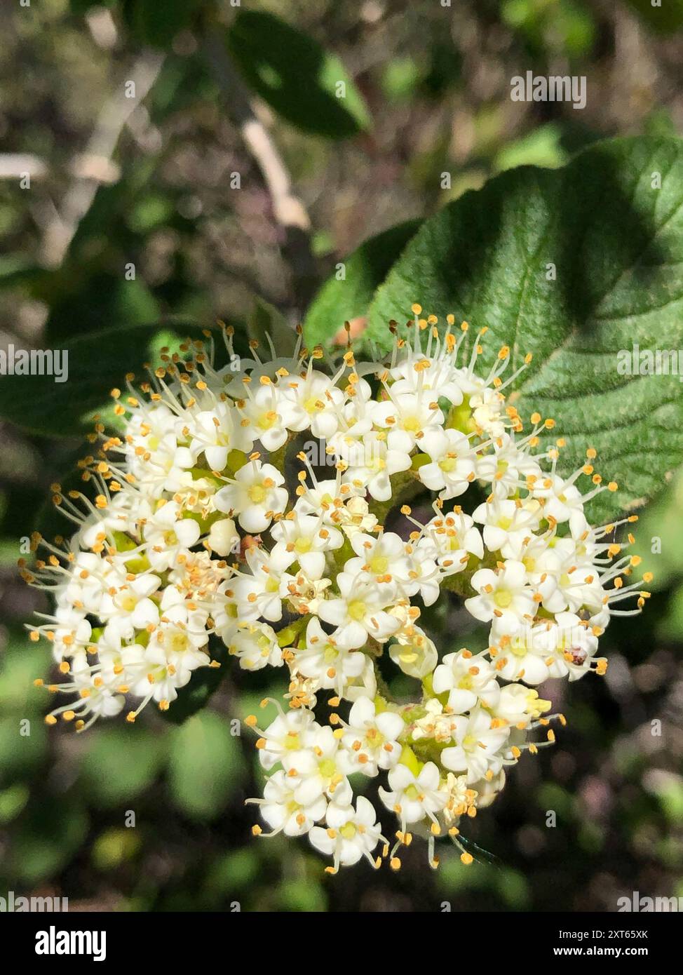 Wayfaring-tree (Viburnum lantana) Plantae Stock Photo - Alamy