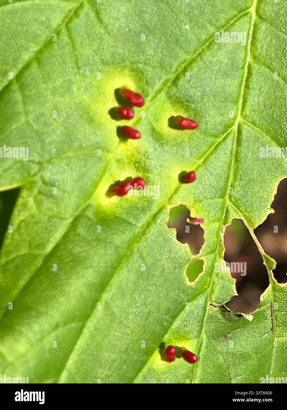 (Aceria myriadeum) Arachnida Stock Photo - Alamy