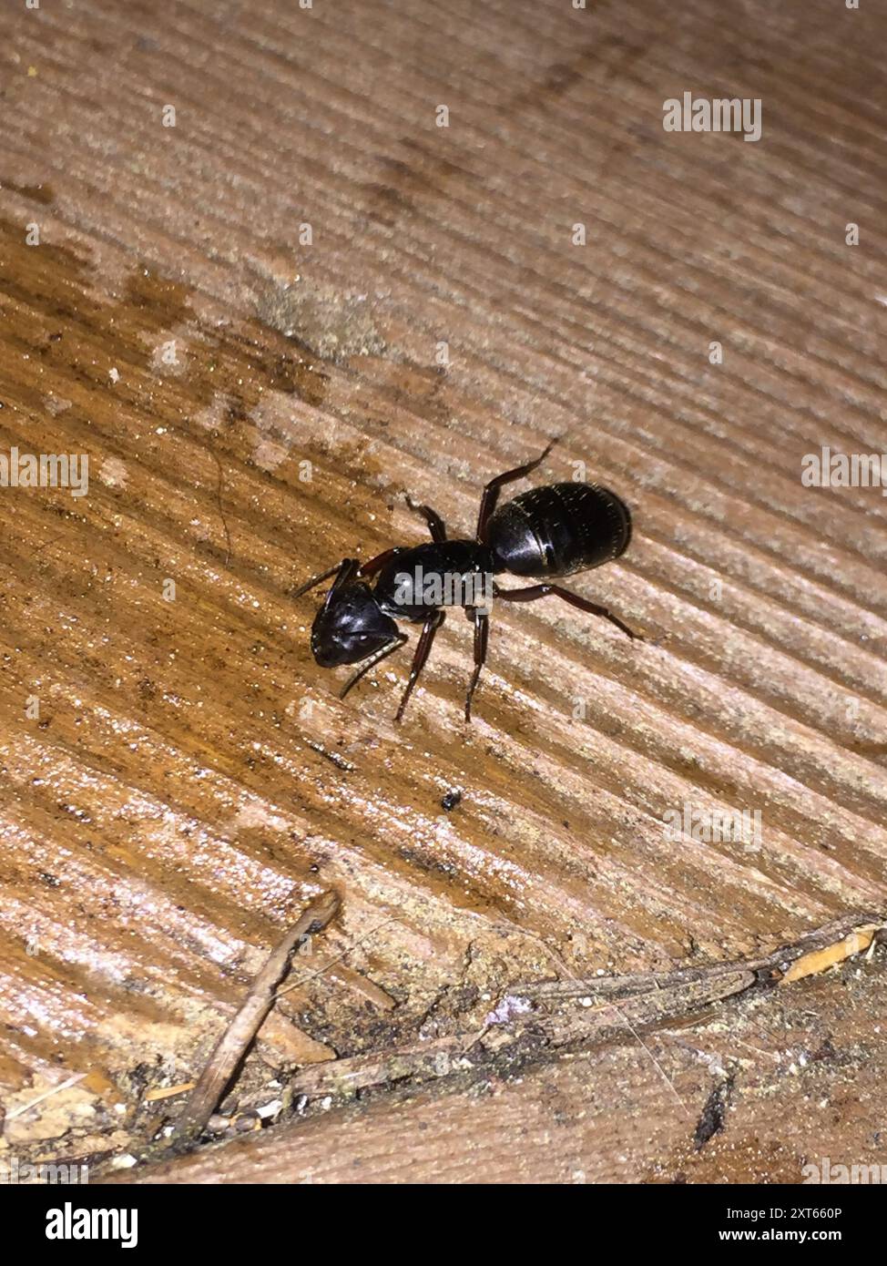Western Black Carpenter Ant (Camponotus modoc) Insecta Stock Photo - Alamy