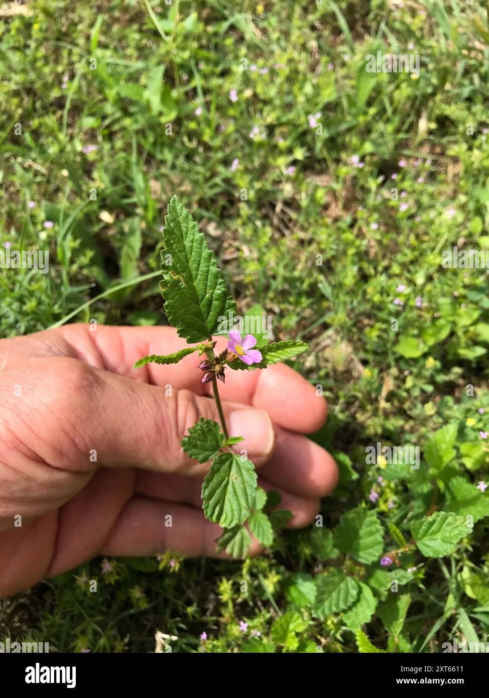 Pyramid Flower (Melochia pyramidata) Plantae Stock Photo - Alamy