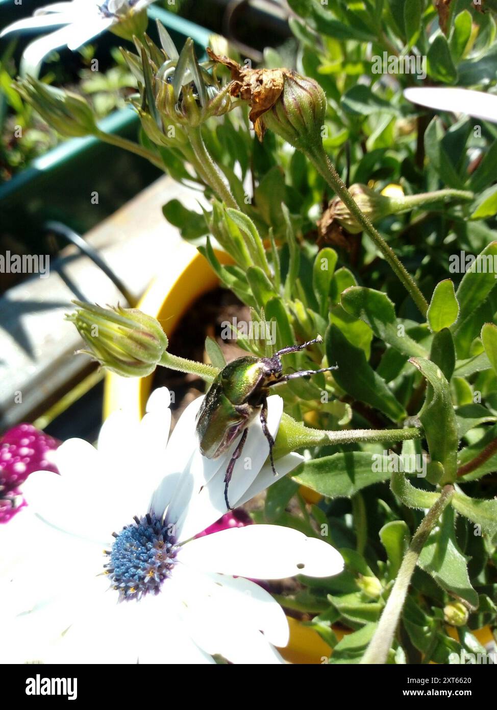 Copper Chafer (Protaetia cuprea) Insecta Stock Photo - Alamy