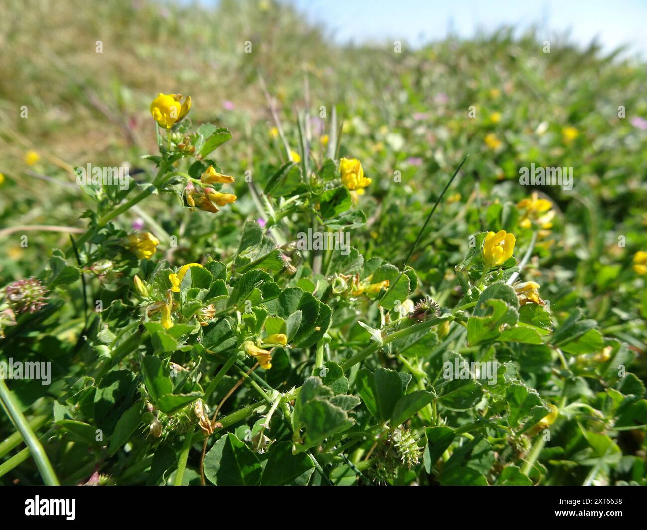 Spotted medick (Medicago arabica) Plantae Stock Photo - Alamy