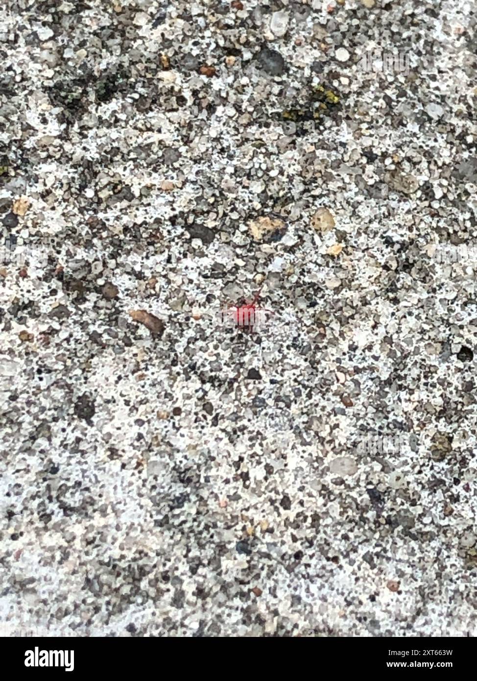 Mites and Ticks (Acari) Arachnida Stock Photo - Alamy