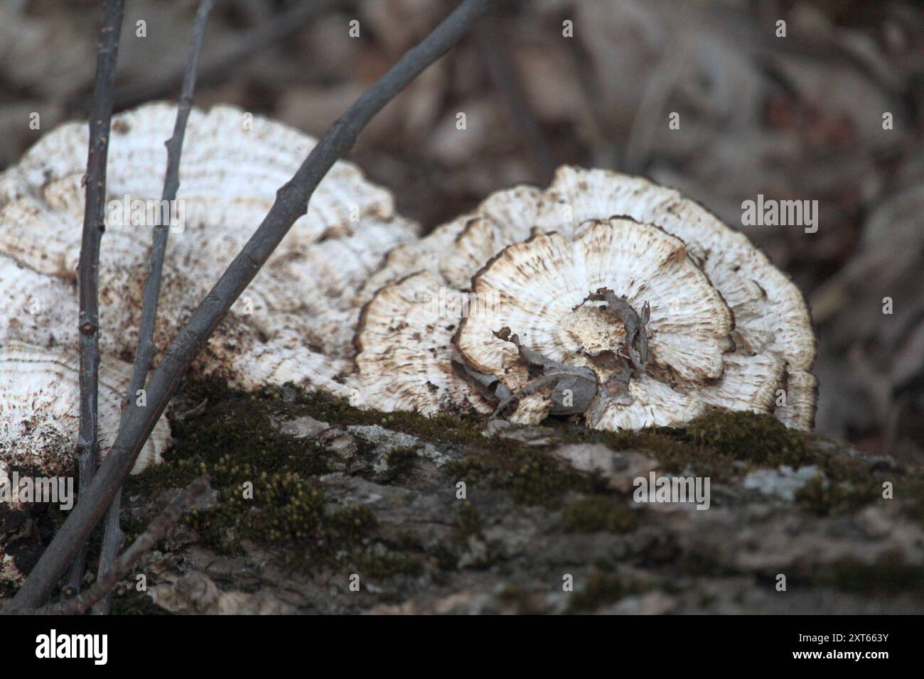 Milk-white Toothed Polypore (Irpex lacteus) Fungi Stock Photo - Alamy