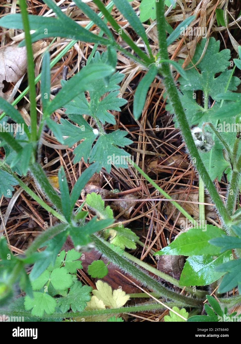 bristly buttercup (Ranunculus hispidus) Plantae Stock Photo - Alamy