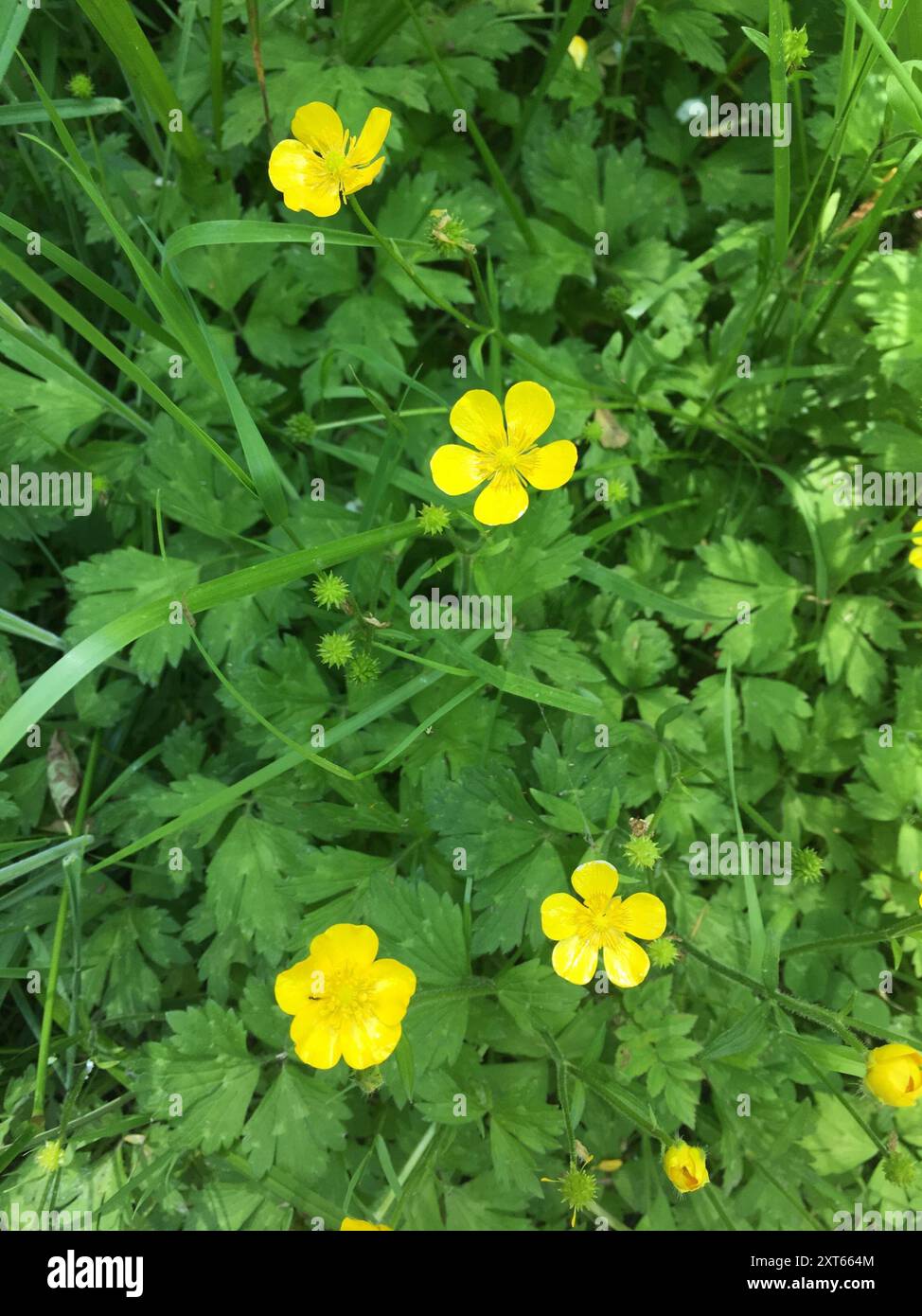 Creeping buttercup (Ranunculus repens) Plantae Stock Photo - Alamy