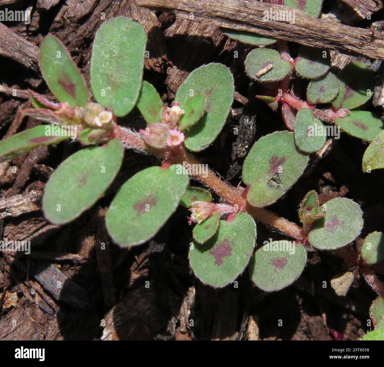 Spotted spurge (Euphorbia maculata) Plantae Stock Photo - Alamy