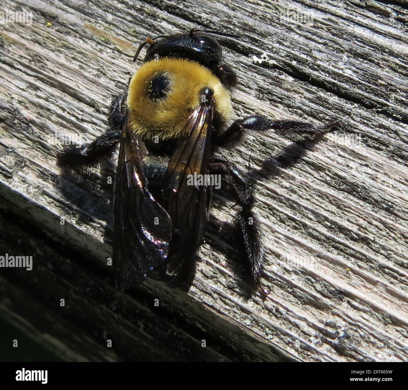 Eastern Carpenter Bee (Xylocopa virginica) Insecta Stock Photo - Alamy