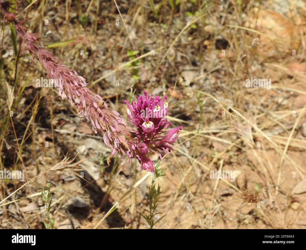 purple owl's-clover (Castilleja exserta) Plantae Stock Photo - Alamy