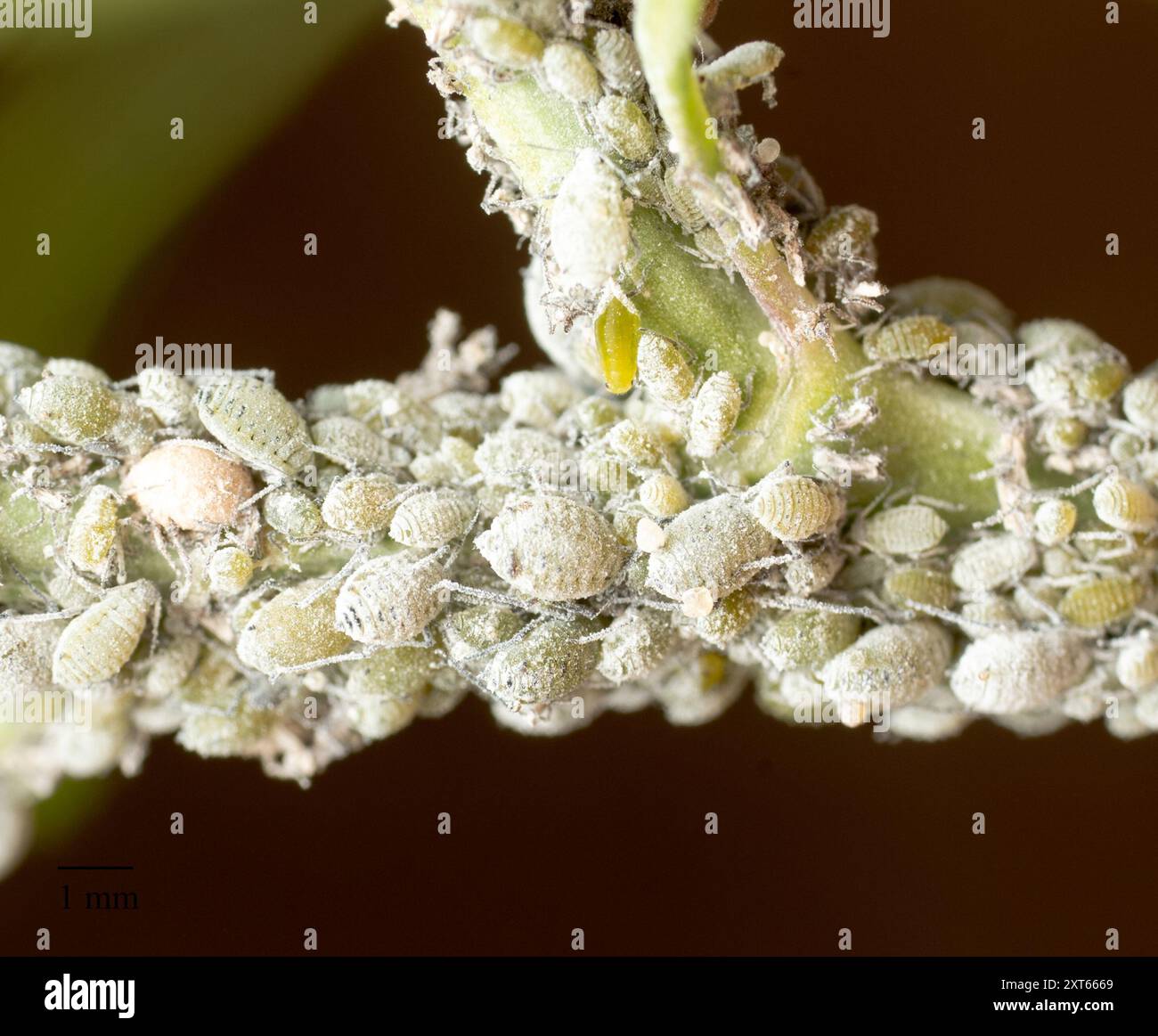 Cabbage Aphid (Brevicoryne brassicae) Insecta Stock Photo - Alamy