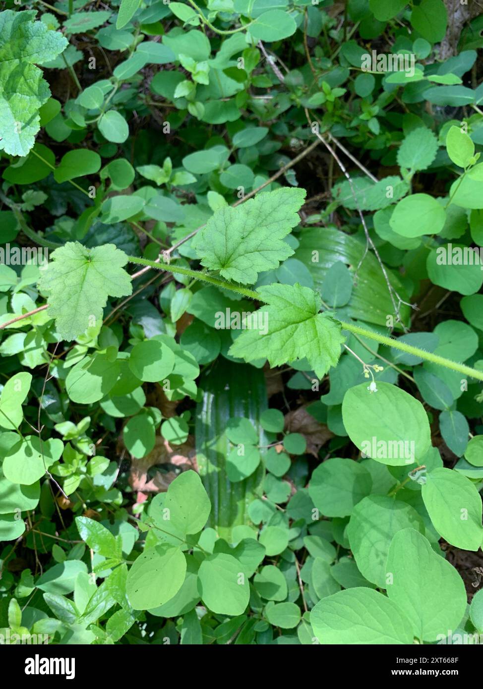 crevice alumroot (Heuchera micrantha) Plantae Stock Photo - Alamy