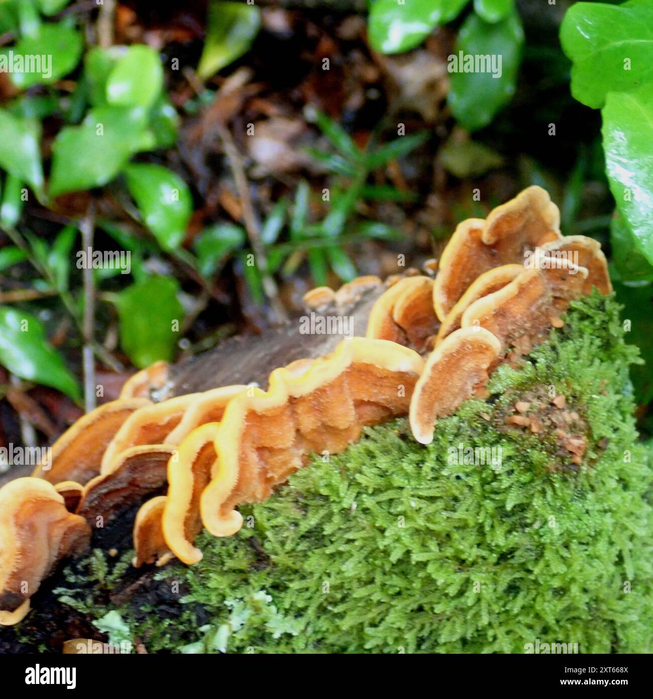shelf fungi (Polyporales) Fungi Stock Photo - Alamy