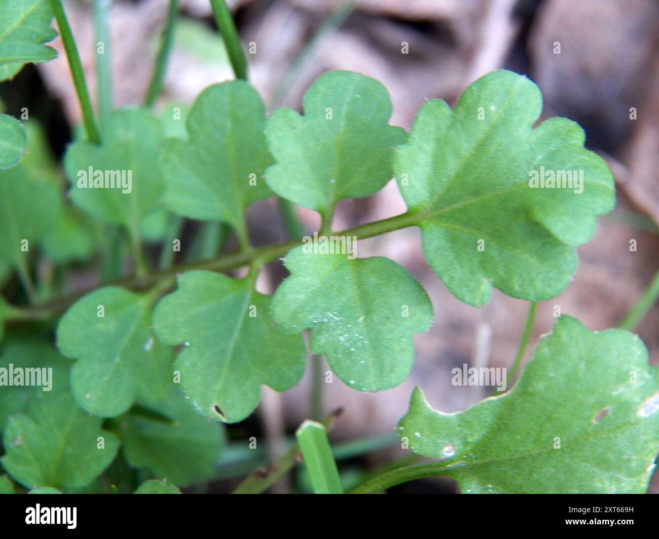 Nursery bittercress (Cardamine occulta) Plantae Stock Photo - Alamy