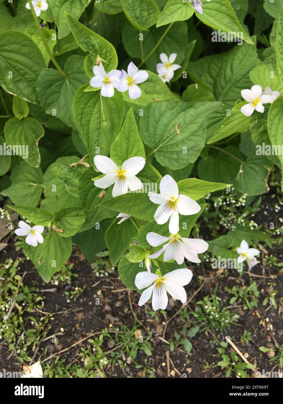 Canada Violet (Viola canadensis) Plantae Stock Photo - Alamy