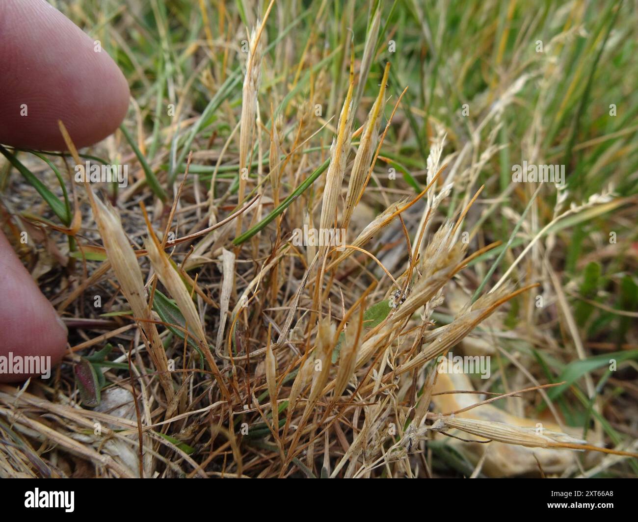 early hair grass (Aira praecox) Plantae Stock Photo - Alamy