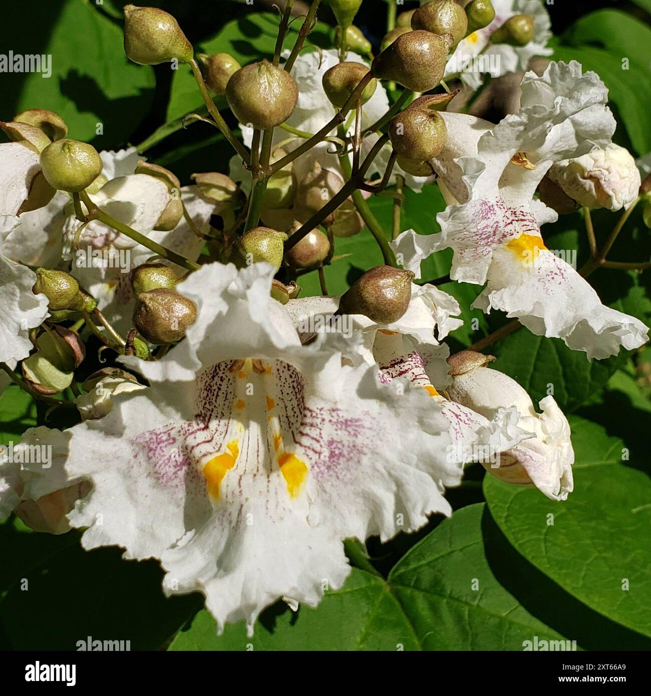northern catalpa (Catalpa speciosa) Plantae Stock Photo - Alamy