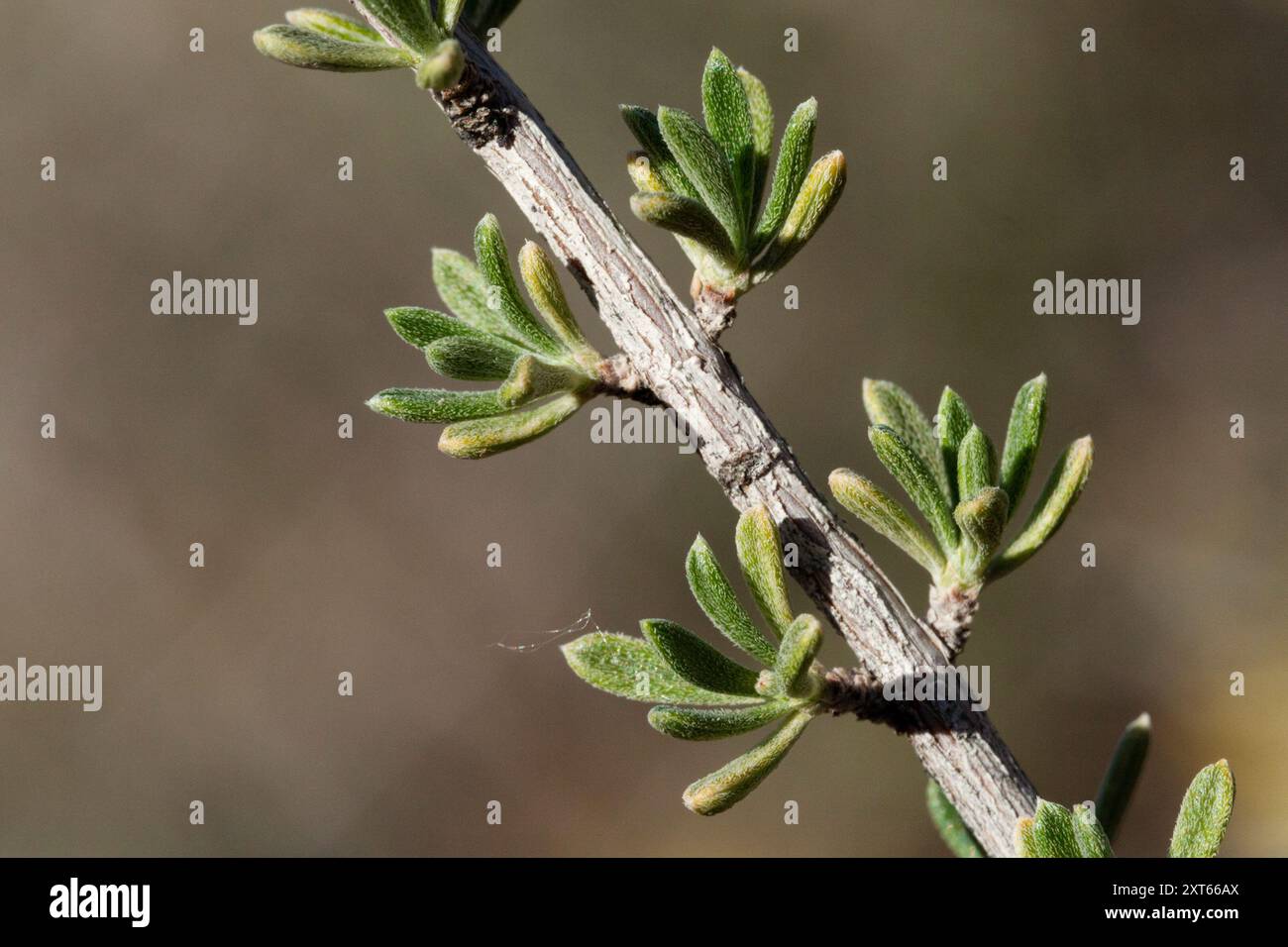 Blackbrush (Coleogyne ramosissima) Plantae Stock Photo - Alamy