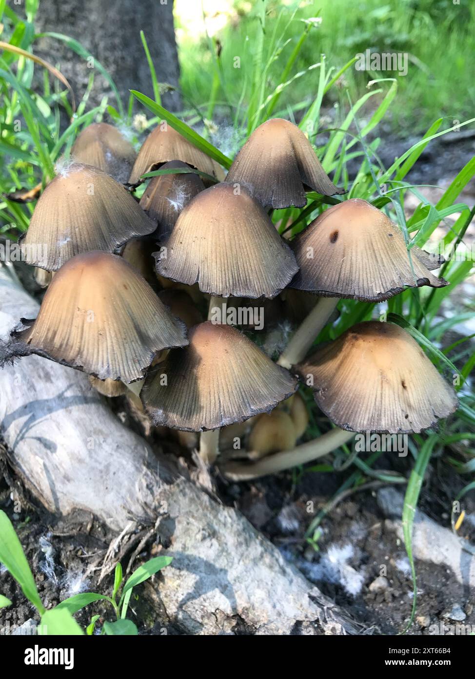 Brittlestems and Allies (Psathyrellaceae) Fungi Stock Photo - Alamy